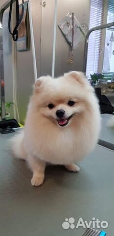 Шпиц Федька приглашает девочку