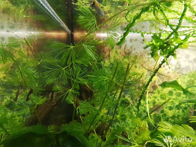 Роголистник аквариумное растение для начинающих