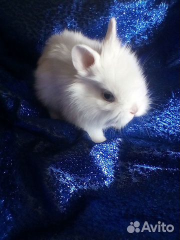 Ярко белый миникарлик