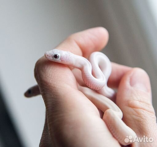 Белые техасские полозы