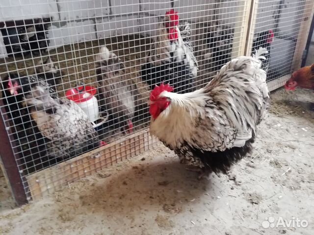 Породистые Петушки