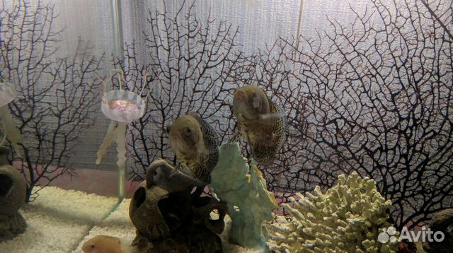 Рыба аквариумная