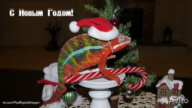 Пантеровый хамелеон от заводчика
