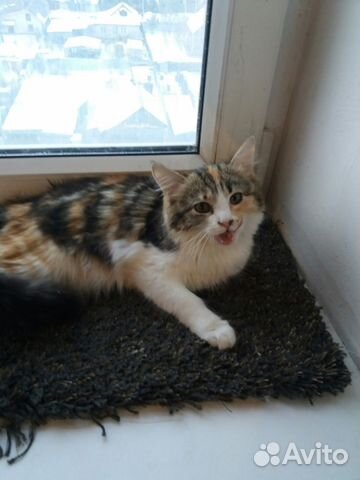 Котенок-девочка 4 мес в добрые ручки