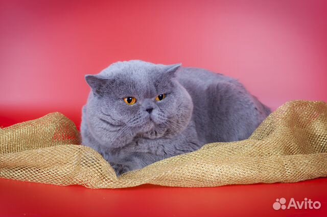 Вязка с Шотландским котом Возможно за котёнка