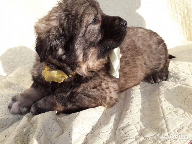 Щенок мальчик Мишка лабрадор с овчаркой