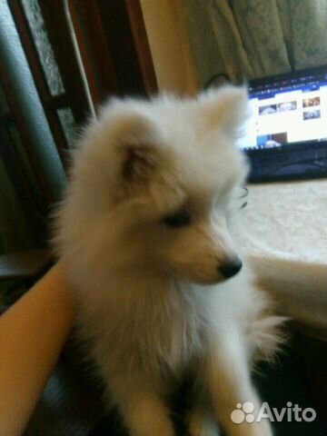 Щенок Самоеда. Девочка. Москва