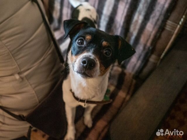 Очень милый дворянин Тоша ищет ответственного хозя