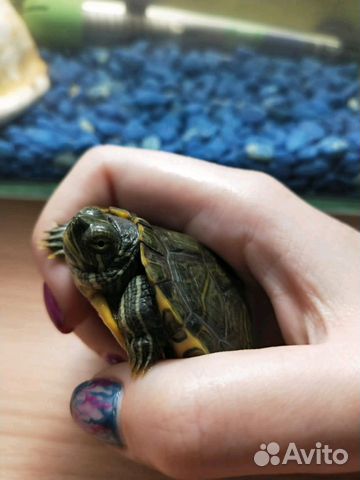 Красноухая черепашка