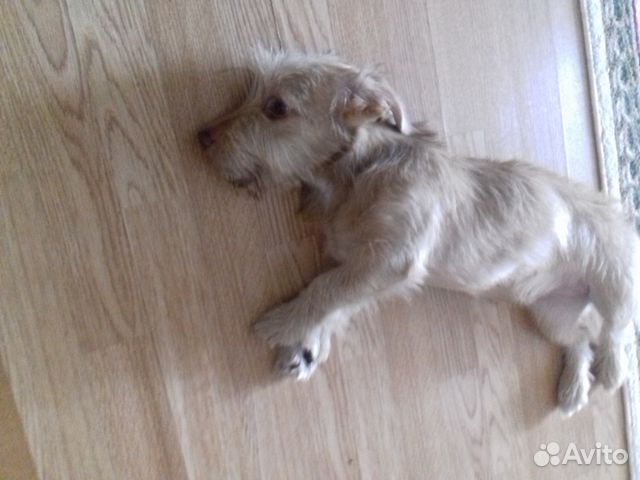 Ищу жениха жесткошорстной таксе