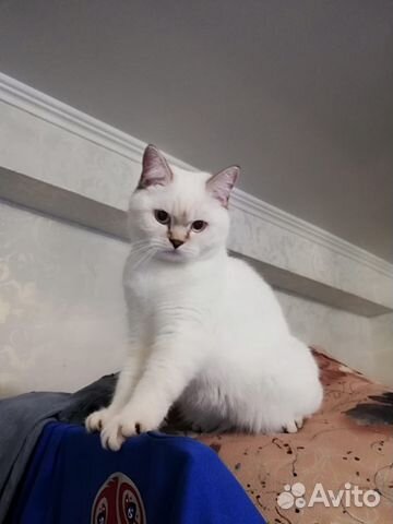 Вязка Британской кошечки