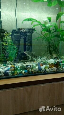 Аквариумная рыбка боция бесплатно