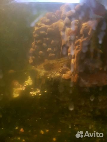 Мраморные раки