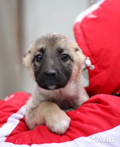 Щеночки- викинги ищут своего хозяина