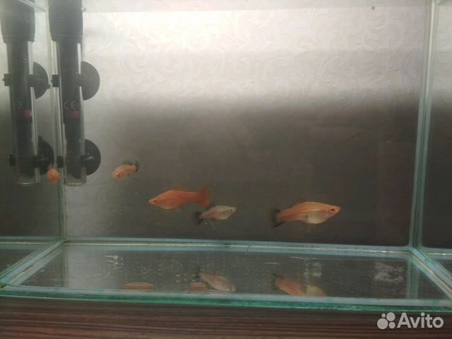 Продам семью меченосцев (20 штук)