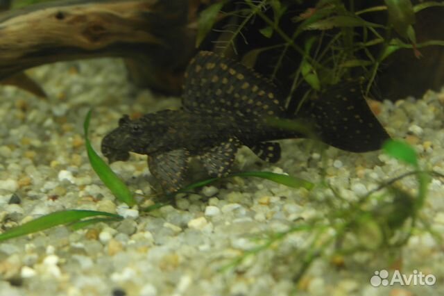 Сомик парчевый 10см