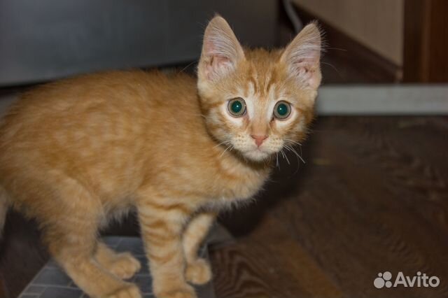 Котик 2 месяца