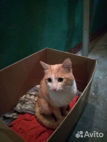 Ласковый но очень одинокий котенок
