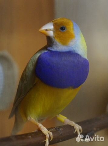 Оранжеголовый, фиолетовогрудый оф