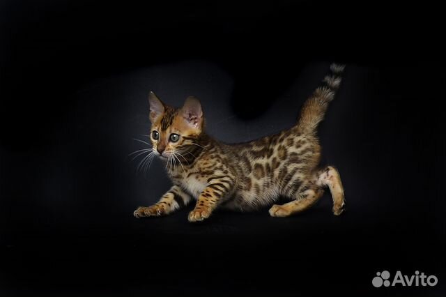 Котята бенгальской породы