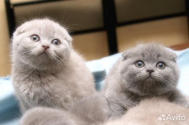 Вислоухие котята