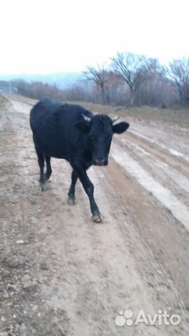 Продам тёлочку тельную