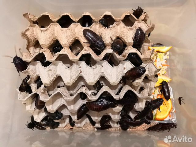 Мадагаскарские шипящие тараканы