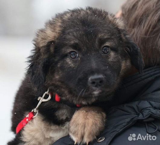 В добрые руки