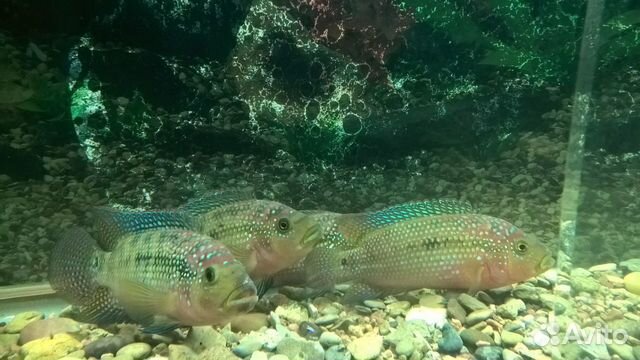 Акара бирюзовая, самец