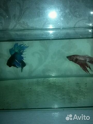 Рыбки питушки продам