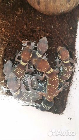 Геккон Underwoodisaurus milii