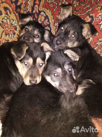 Щеночки ищут дом