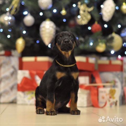 Щенок добермана мальчик