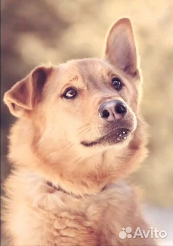 Собака в дар