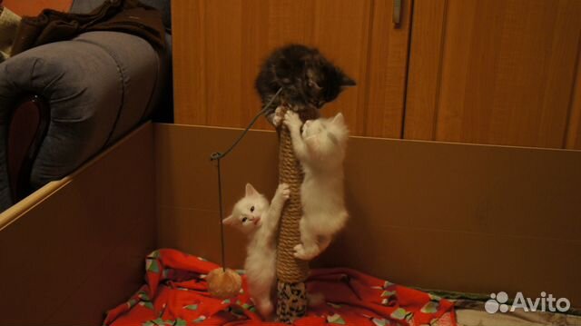 Котята породы Карельский бобтейл