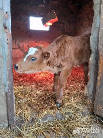 Теленок и телочка