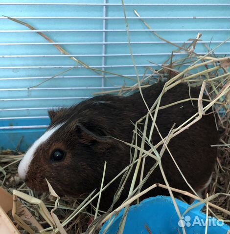 Морская свинка