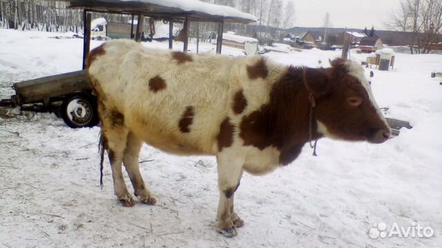 Коровы