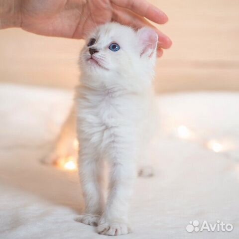 Американский керл мальчик