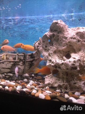 Аквариум