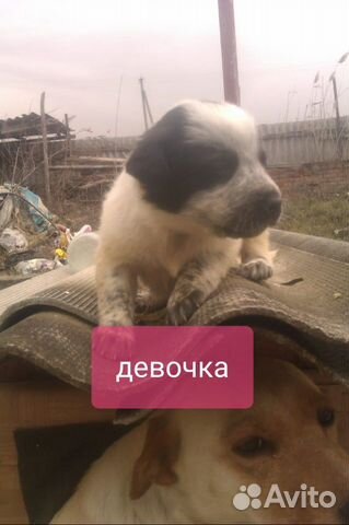 Мальчишки и девченки в добрые руки