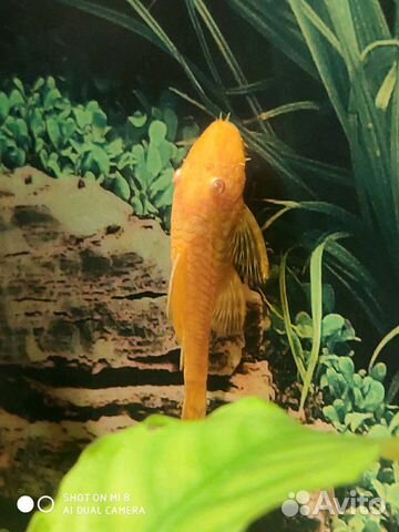 Анциструс альбинос самец