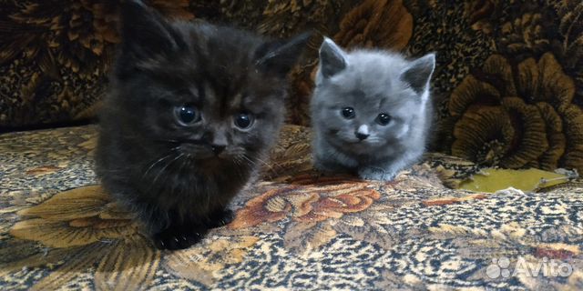 Котята от Британки