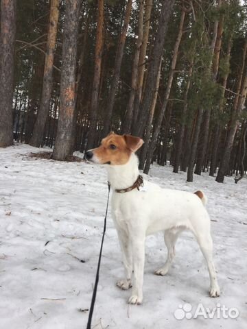 Вязка Парсон Рассел Терьер