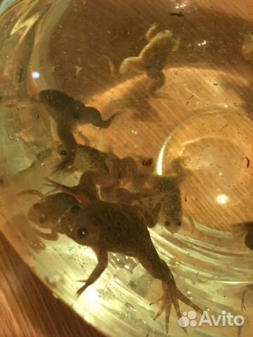 Лягушка шпорцевая