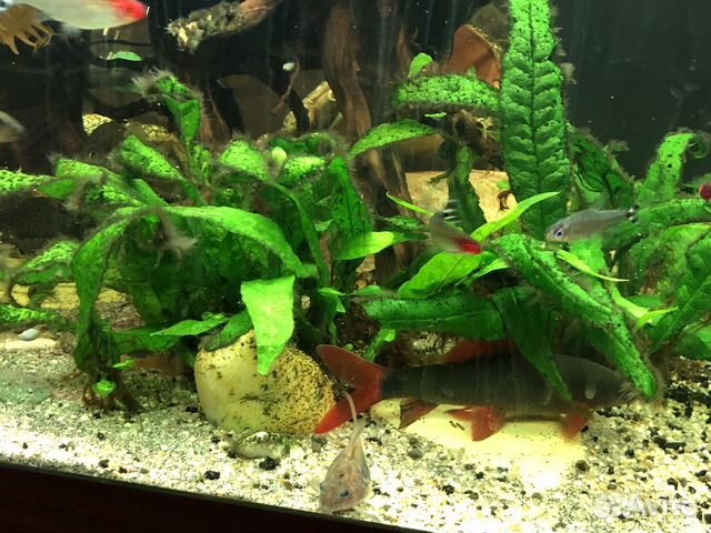 Рыбы для аквариума