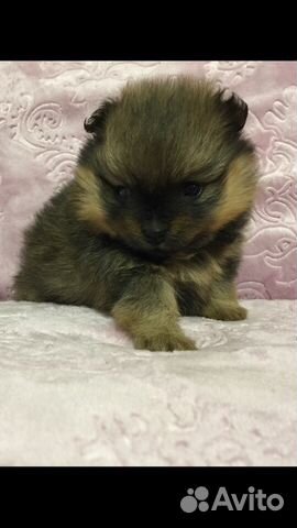 Продам девочек шпицев