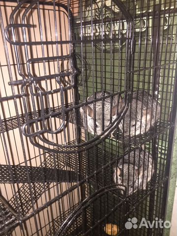 Шиншилла серый стандарт