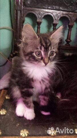 Котята ищут самых лучших хозяев