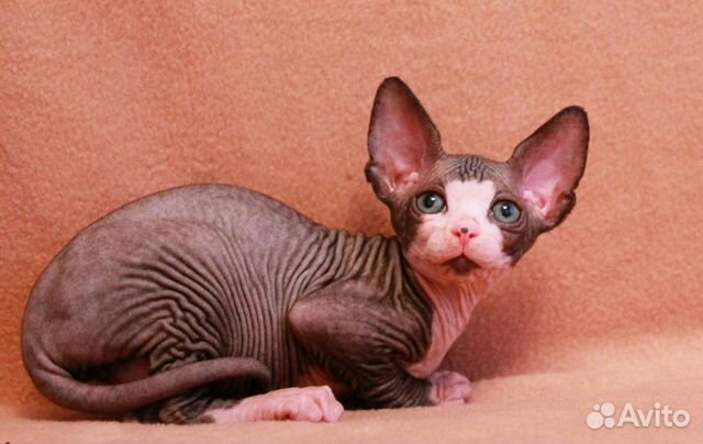 Зеленоглазая красотка